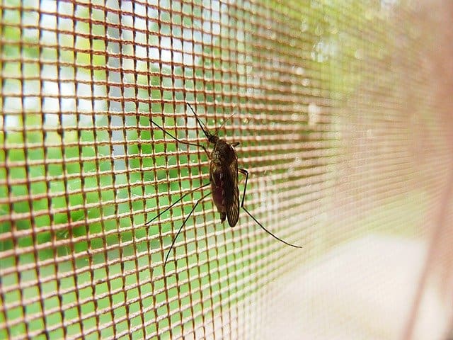 How To Get Rid of Mosquitoes Indoors - Buzz Be Gone